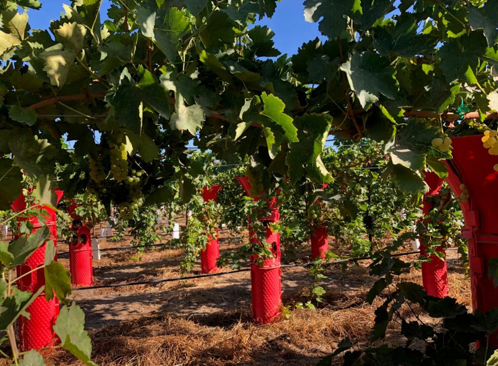 Vintners and Farmers are Seeing the Light: Opti-Harvest Combines Forces ...